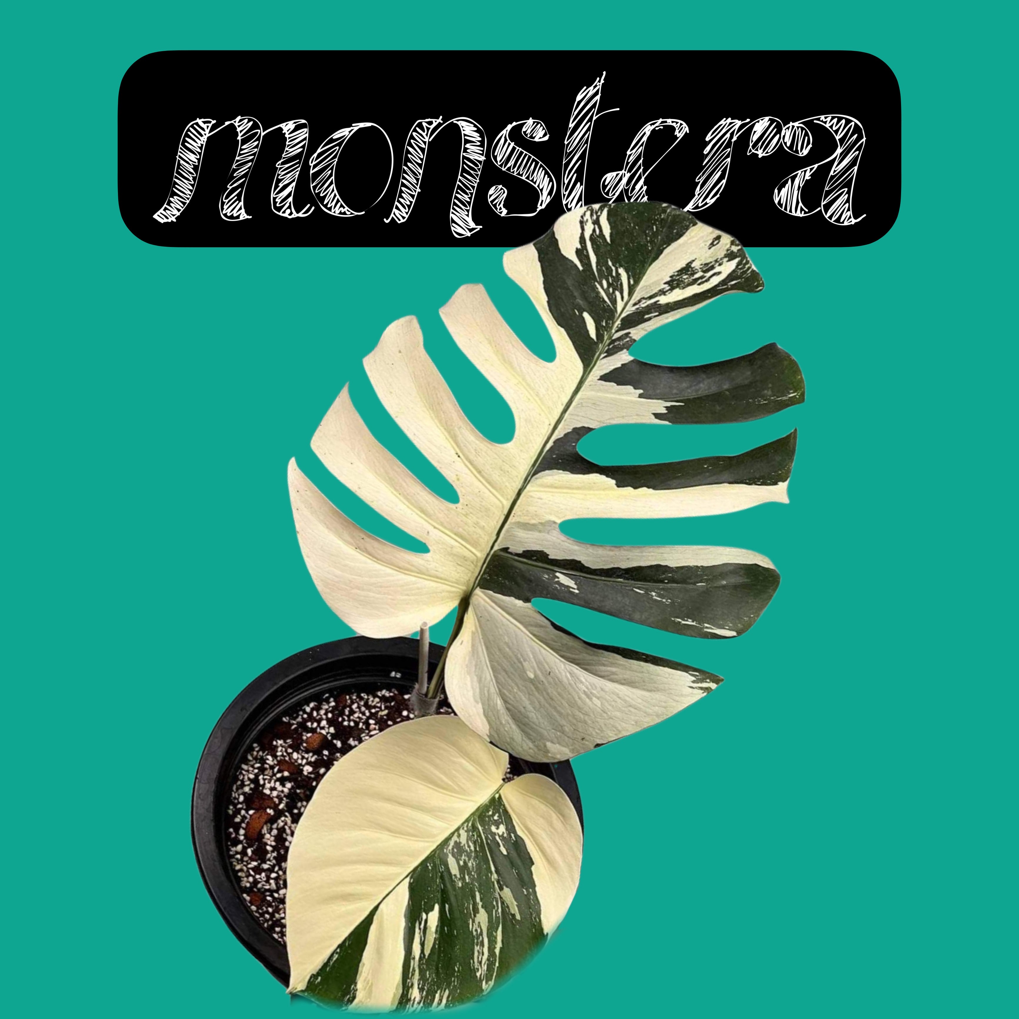 monstera – CoSH Plantopia